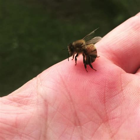 I Found The Queen Today And This Girl Reminded Me I Was In Her Majestys Presence 🐝👑 If You