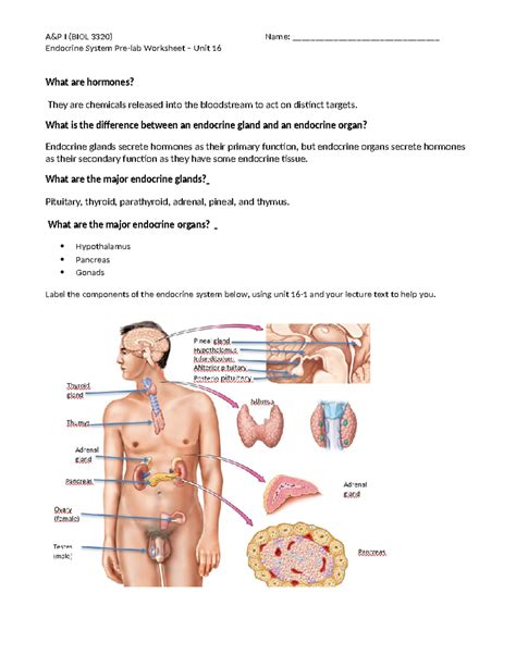 Anatomy Pre Lab Endocrine System A P I BIOL Name