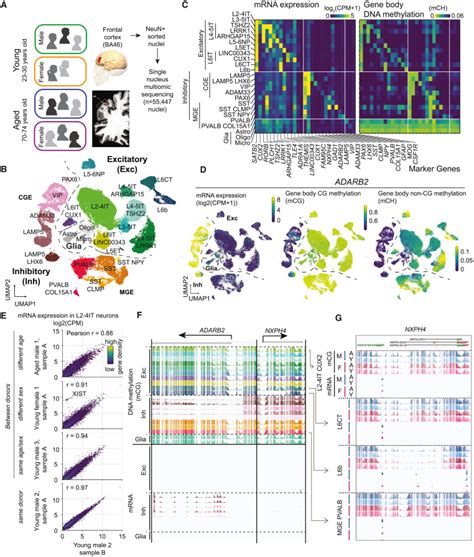Cell Type Specific Effects Of Age And Sex On Human Cortical Neurons Neuron