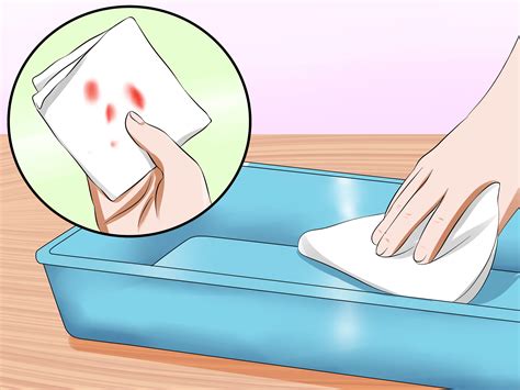 How To Sex A Rat From Birth Steps With Pictures WikiHow