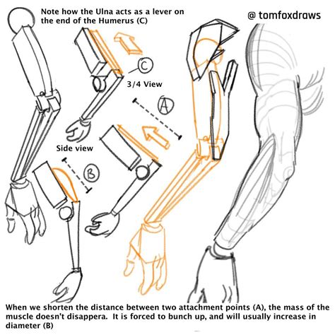 Tomfoxdraws On Twitter Human Anatomy Drawing Anatomy Reference Anatomy Sketches