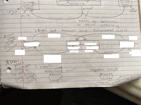 Mammals Diagram Quizlet