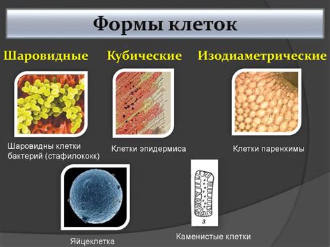 Многообразие клеток Все живое состоит из клеток презентация онлайн