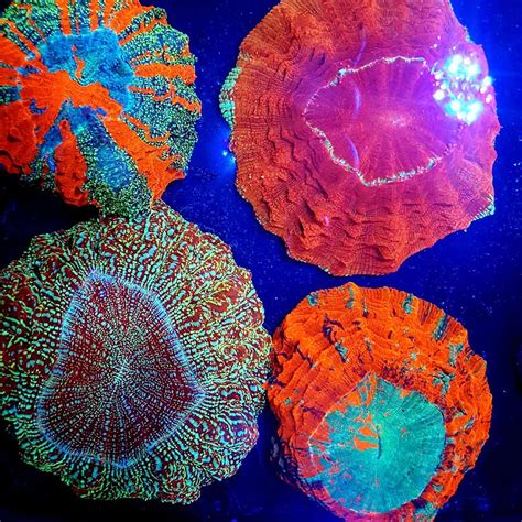 1st Class Aquatics Added A New Photo 1st Class Aquatics