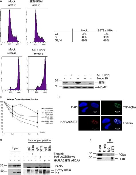 Set8 Interacts With Pcna And Is Required For Replication Fork Download Scientific Diagram