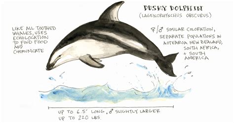 Dusky Dolphins National Maritime Historical Society