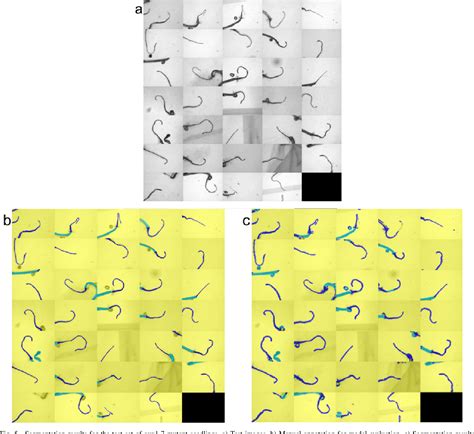 Figure 5 From Multi Class Segmentation Of Dark Grown Arabidopsis
