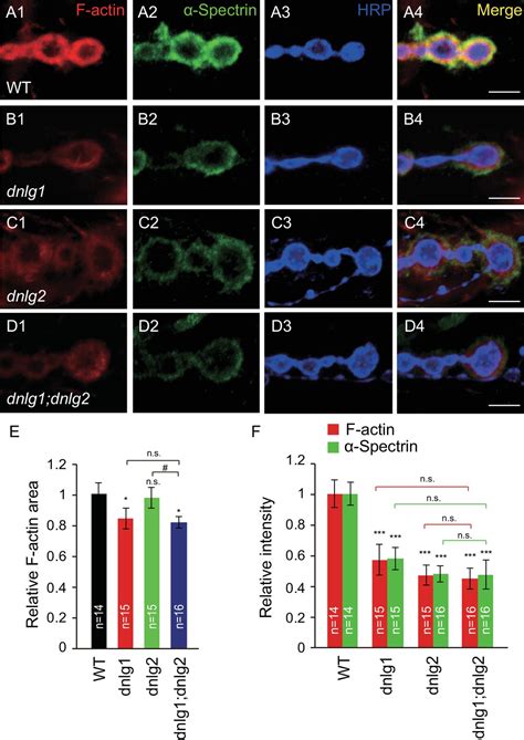 Neurexinneuroligin 1 Regulates Synaptic Morphology And Functions Via The Wave Regulatory