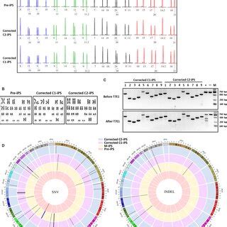 Genome Stability Of IPSCs After Gene Repair A STR Analysis Of Download Scientific Diagram