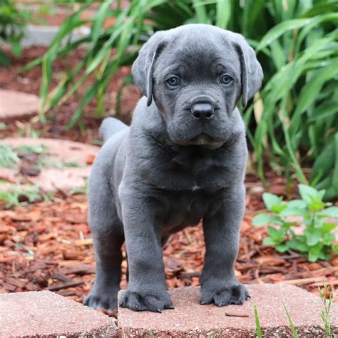 About Us Cane Corso Breeder In Kansas — Solterra Cane Corso
