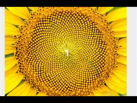 Fibonacci Sequence Sunflower