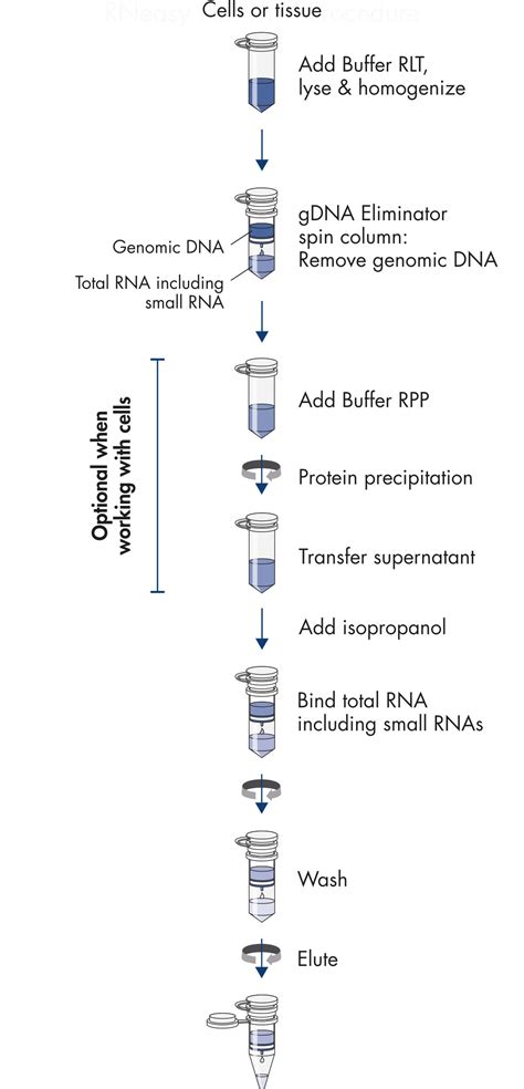 Mirneasy Tissue Cells Advanced Kits Microrna Prep Qiagen