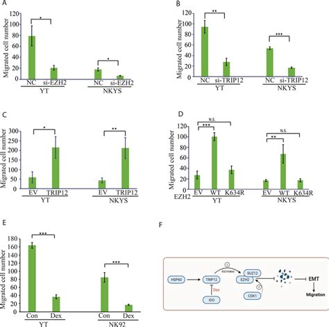 trip12 ezh2 axis regulates enktl cell migration a e the number of