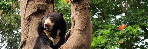 「冬眠しているツキノワグマを引きずり出して食べるんだよ」25年にわたって研究し続けた博士も驚愕した、クマを捕食する“獰猛な生物”の正体とは