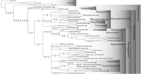 Strict Consensus Of Mpts Resulting From Parsimony Analysis Of