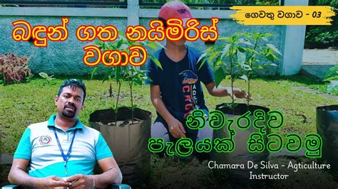 නයි මිරිස් පැලයක් නිවැරදිව සිටුවමු පස් මිශ්‍රණය සකස් කිරීමේ සිට ප්‍රායෝගිකව Youtube