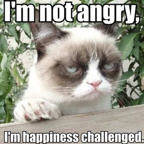 Why Is The Grumpy Cat Always Angry