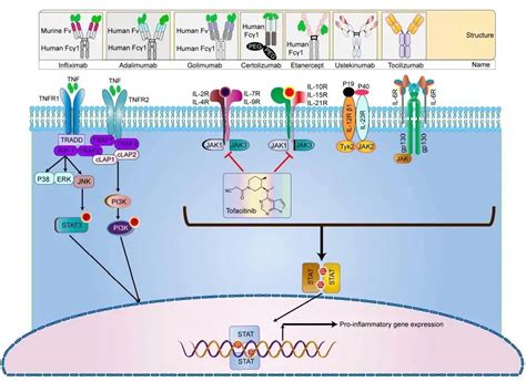 炎症肠道疾病研究必备 Dss诱导的急性、慢性结肠炎 知乎