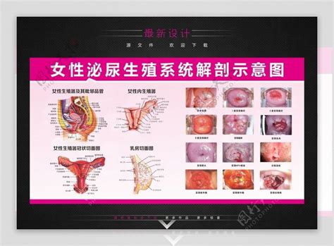 女性泌尿解剖示意图图片素材 编号 图行天下
