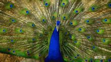 Peacock S Tenor