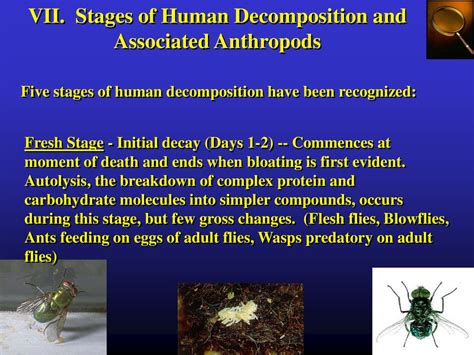 Michigan State University Ppt Download