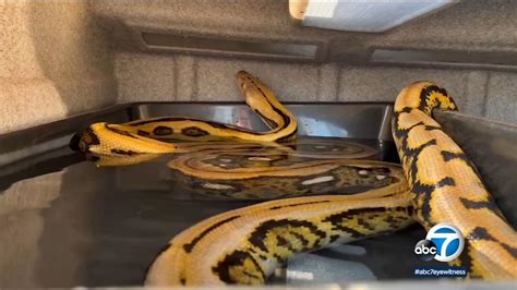 15 Foot Python Named Big Mama Escapes From Owner In Chatsworth