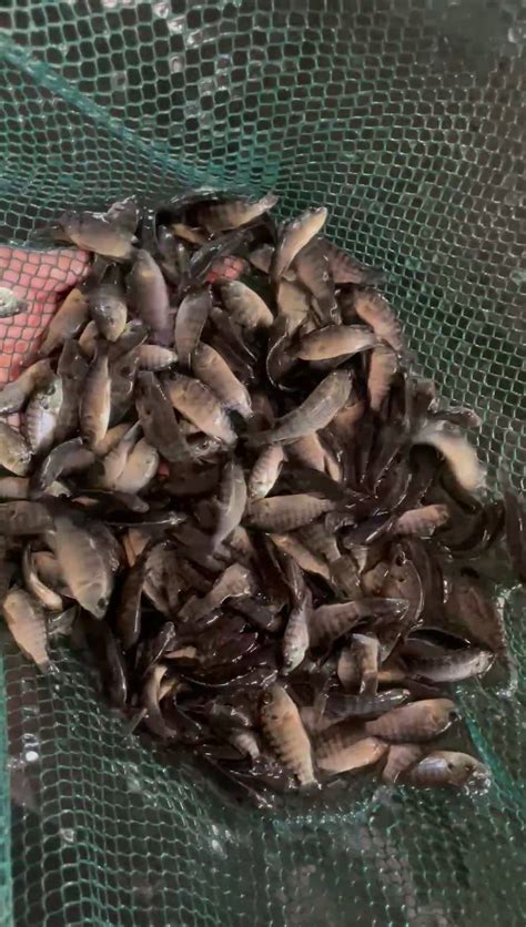 เอื้อสุขพันธุ์ปลา จำหน่ายพันธุ์ปลาน้ำจืดทุกชนิด และ อุปกรณ์การเกษตร Home Facebook