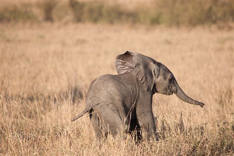 The Jolly Elephant By Satadru Bhattacharjee 500px
