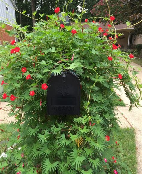 Showy Palm Leaf Red Cardinal Climber Ipomoea Quamoclit Cardinalis 15 Seeds