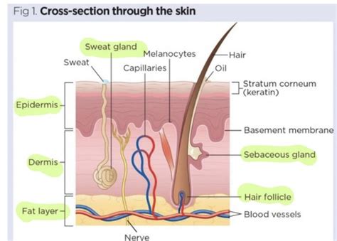 Lec 11 Integument Concepts Flashcards Quizlet