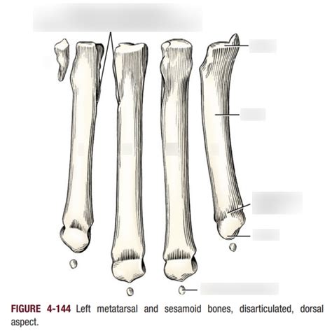 Left Metatarsal And Sesamoid Bones Disarticulated Dorsal Aspect Diagram Quizlet