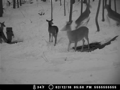 Bambii Exposed Celebrity Sex Tape MyConfinedSpace