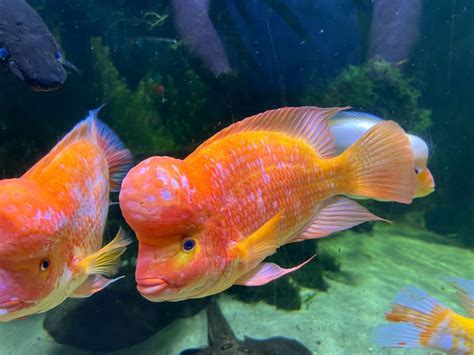 10 Fish With Big Foreheads With Images And Complete Info