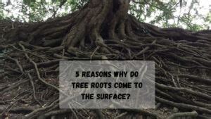 5 QUICK Reasons Why Tree Roots Come To The Surface Everything Arboriculture
