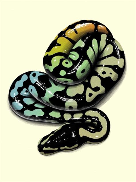 Ball Python Png
