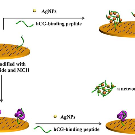 Schematic Illustration Of The Colorimetric Assay Of Hcg Using Agnps As