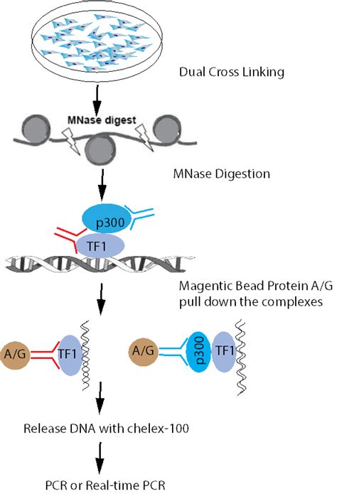 Erk12 Snapshot Magnetic Beads Chip Assay Signosis