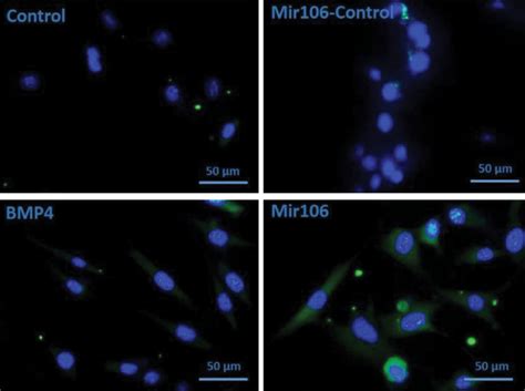 Cd90 Protein Level Measured As A Marker Of Differentiation On Germ Download Scientific Diagram