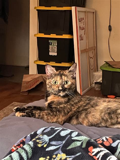 Bugbug Looks So Guilty 🥲 R Torties