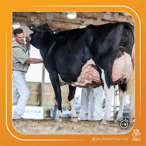 عکس هایی از گاوهای شیری برترعکس هایی از گاوهای شیری برتر پیک دامپرور