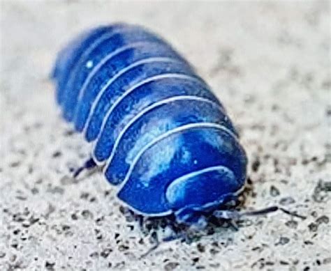 Solve Pill Bug Jigsaw Puzzle Online With 30 Pieces