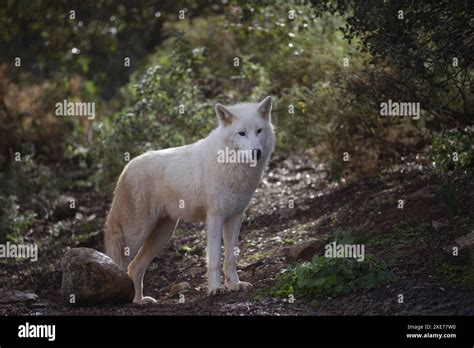 Hudson Bay Wolf Stock Photo Alamy
