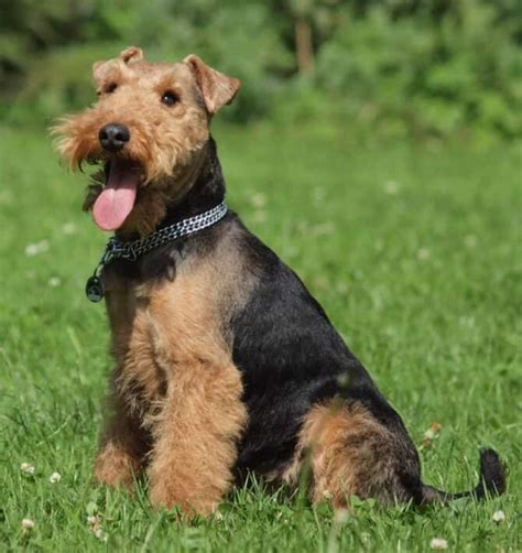 Welsh Terrier History Characteristics Training And Health Concerns