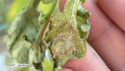 Tomato Plant Deficiencies Signs Causes And Quick Fixes
