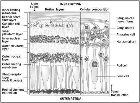 Back To Basics The Retina Sydney Ophthalmic Specialists