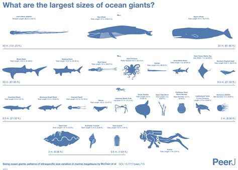 Size Comparison Of Marine Animals Coolguides