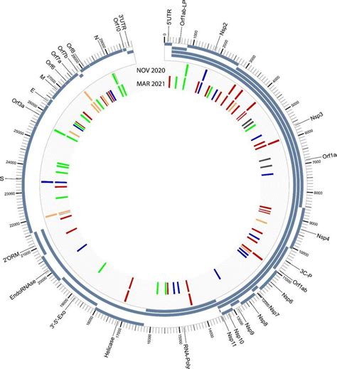 Circos Plot Showing The Mutations For The Nov2020 Sample Outer Colored
