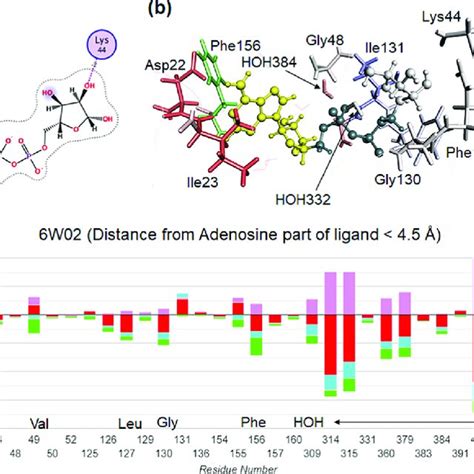 Interaction Between Adp Ribose Phosphatase And Adp Ribose As A Ligand