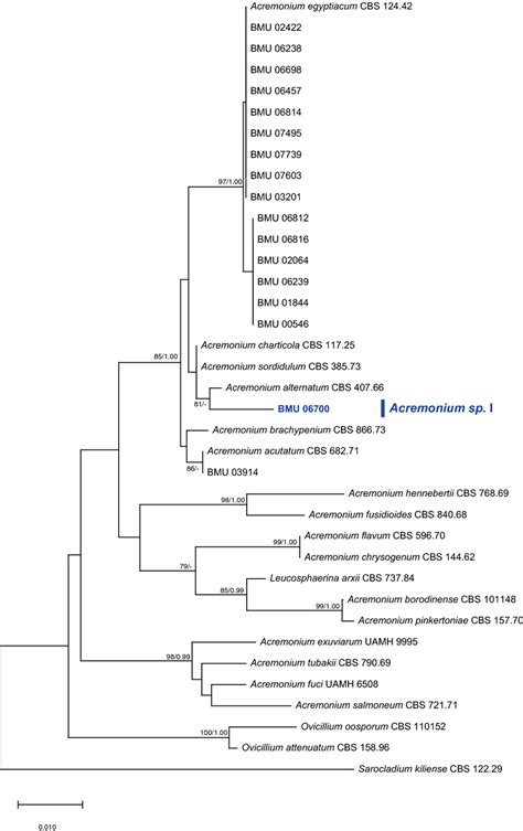 maximum likelihood tree based on the combined dna sequence data from