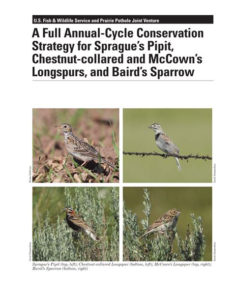 Pdf A Full Annual Conservation Strategy For Spragues Pipit Chestnut Collared And Mccowns